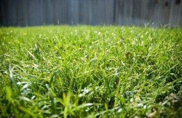 How to Kill Bermuda Grass Without Damaging Your Lawn - Sumo Gardener