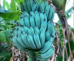Blue Java Banana | Grow & Care Guide - Sumo Gardener