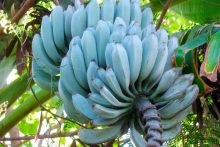 Blue Java Banana | Grow & Care Guide - Sumo Gardener