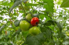 Tomato Blossom End Rot – Prevent and Treat Tomatoes Rotting | Sumo Garden