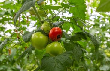 Tomato Blossom End Rot – Prevent and Treat Tomatoes Rotting | Sumo Garden