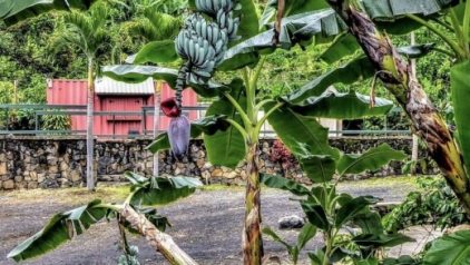Blue Java Banana | Grow & Care Guide - Sumo Gardener