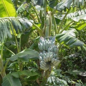 Blue Java Banana | Grow & Care Guide - Sumo Gardener