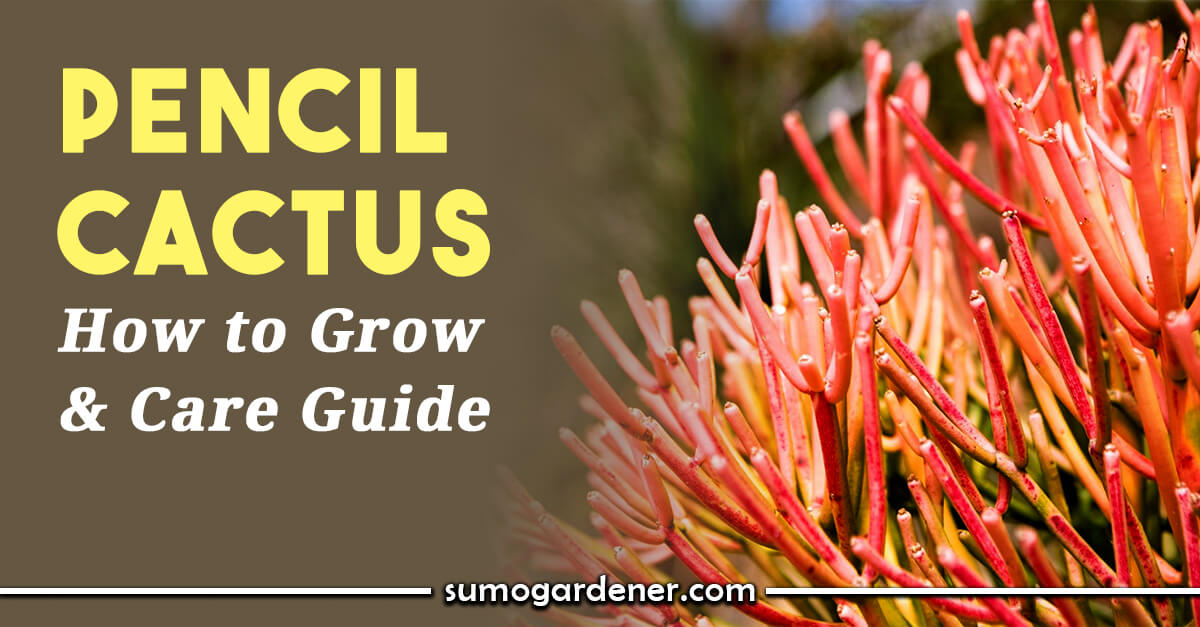 Pencil Cactus – How to Grow and Care Guide - Sumo Gardener