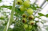 Tomato Blossom End Rot – Prevent and Treat Tomatoes Rotting | Sumo Garden