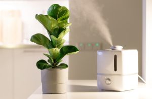 7 Best Plant Humidifiers for Indoor Plants - 2024 Reviews
