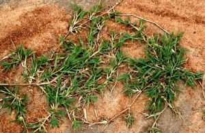 Weed Control - How to Get Rid of Weeds: The Definitive Guide