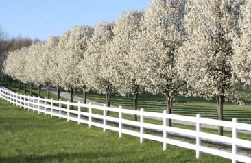 9 Different Fast Growing Small Trees for Gardens - Sumo Gardener