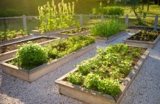 25 Different Types of Gardens to Grow at Home