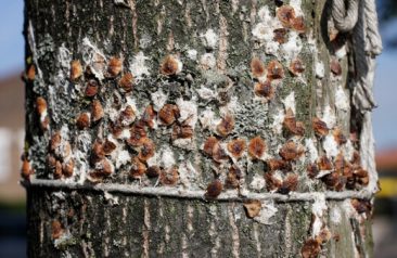 Indoor Houseplant Pests - How to Identify and Remove