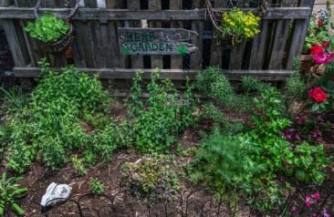 25 Different Types of Gardens to Grow at Home