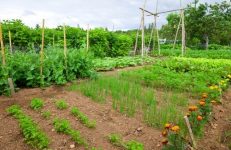 25 Different Types of Gardens to Grow at Home