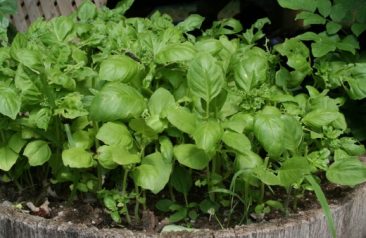 How to Get Rid of Mice and Rats in the House - Sumo Gardener