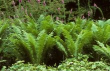 Ostrich Fern – Matteuccia Struthiopteris Growing Guide - Sumo Gardener
