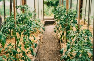How Far Apart To Plant Tomatoes – Why is Spacing Important?