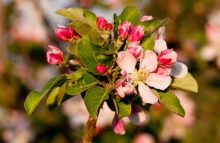 Understanding Plant Growth Stages From Seed to Harvest