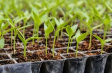 Understanding Plant Growth Stages From Seed to Harvest