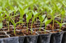 Understanding Plant Growth Stages From Seed to Harvest