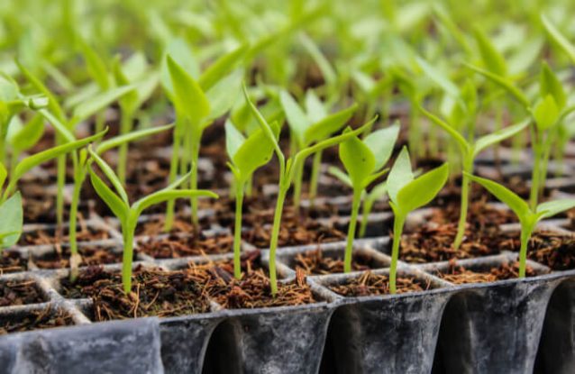 Understanding Plant Growth Stages From Seed to Harvest