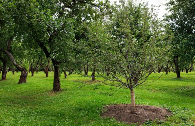 Understanding Plant Growth Stages From Seed to Harvest