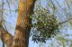 Mistletoe (Viscum album): How to Grow and Care Guide