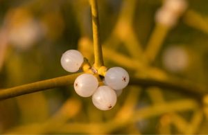 Mistletoe (Viscum album): How to Grow and Care Guide