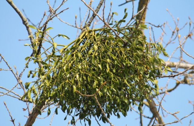 Mistletoe (Viscum album): How to Grow and Care Guide