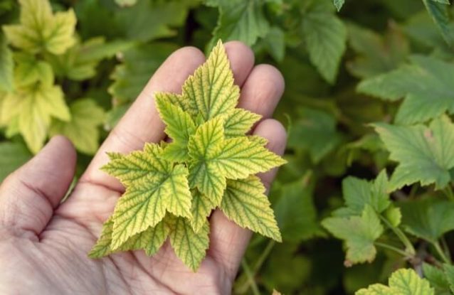 How to Identify and Fix Nitrogen Deficiency in Plants