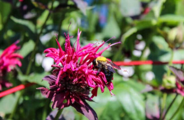 Bee Balm: How to Plant, Grow, and Care Guide - Sumo Gardener