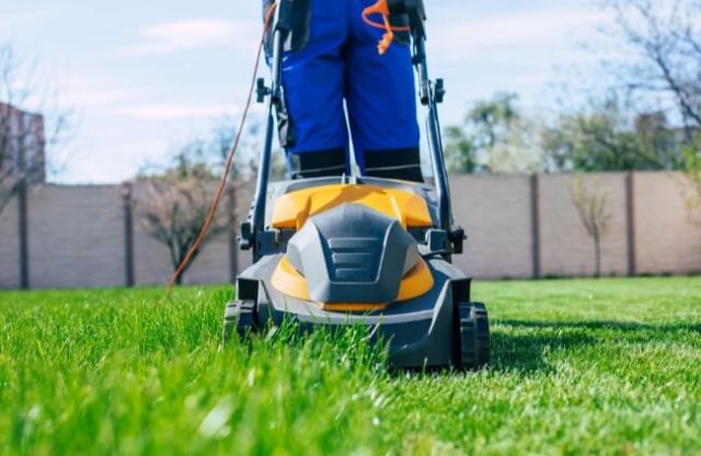 Common Lawn Insects and How to Prevent Them