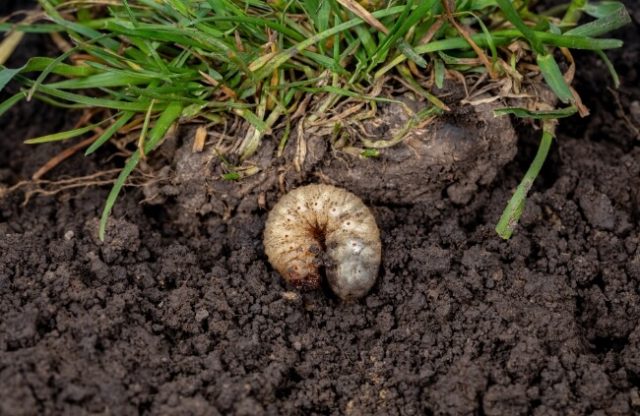 Common Lawn Insects and How to Prevent Them