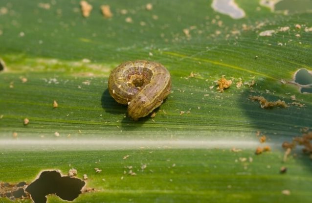 Common Lawn Insects and How to Prevent Them