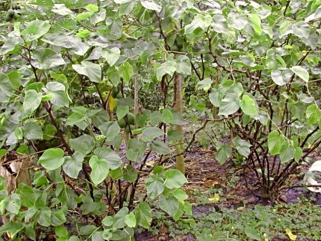 How to Grow Kava Kava - Sumo Gardener
