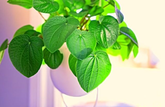 How to Grow Kava Kava - Sumo Gardener