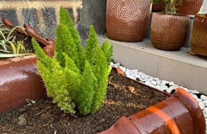 Foxtail Fern | How to Grow & Care Guide - Sumo Gardener