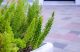 Foxtail Fern | How to Grow & Care Guide - Sumo Gardener