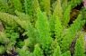 Foxtail Fern | How to Grow & Care Guide - Sumo Gardener